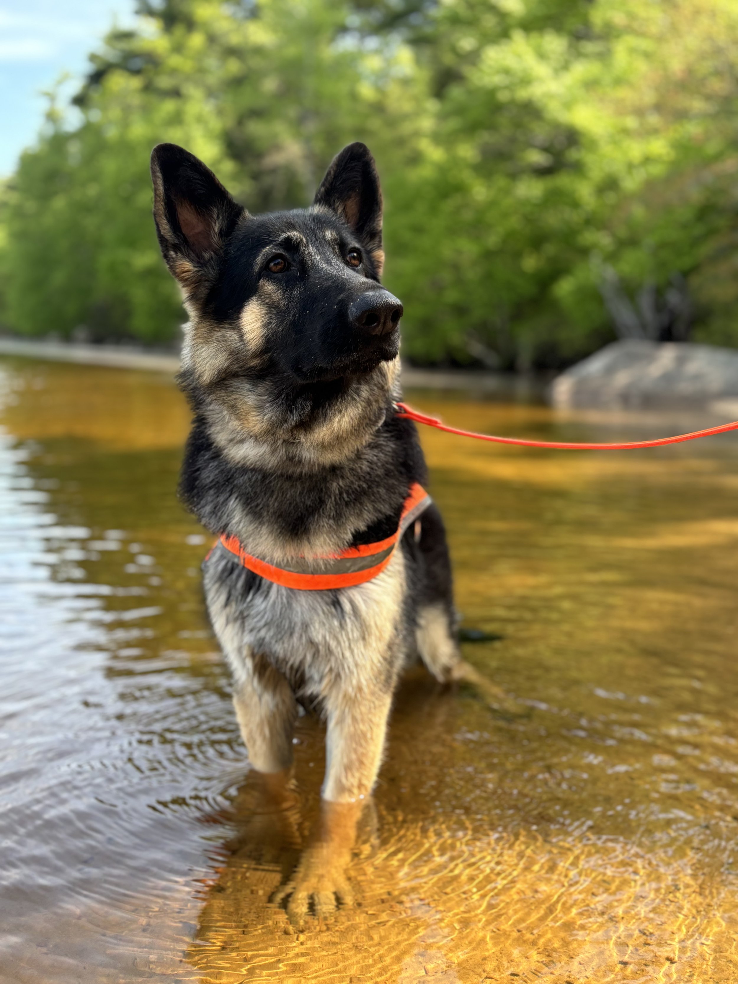 Tails and Trails Dog Training