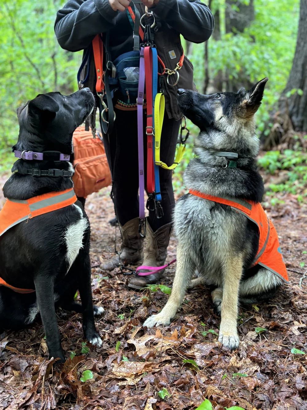 Tails and Trails Dog Training