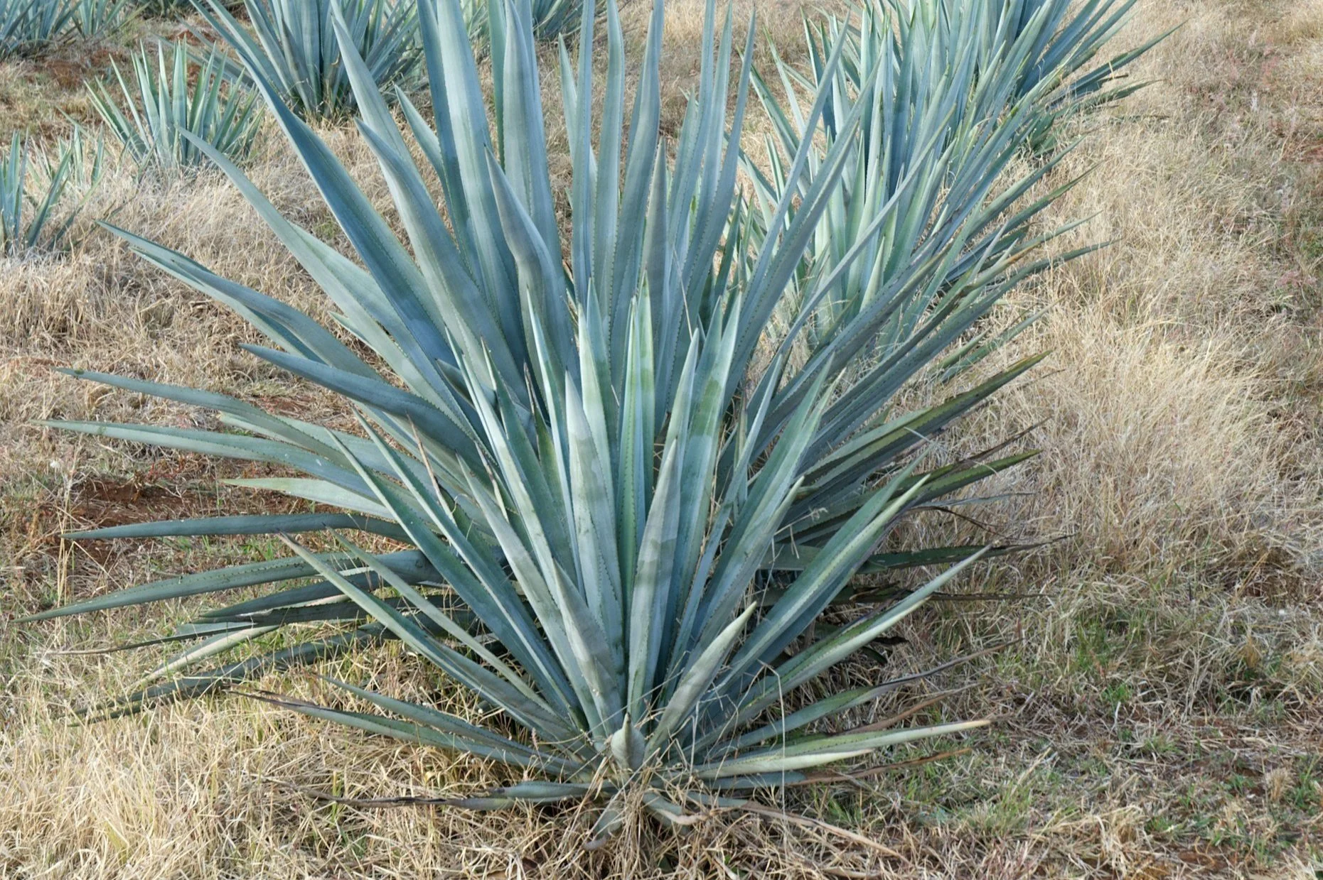 Australian Agave | Australian Agave Association