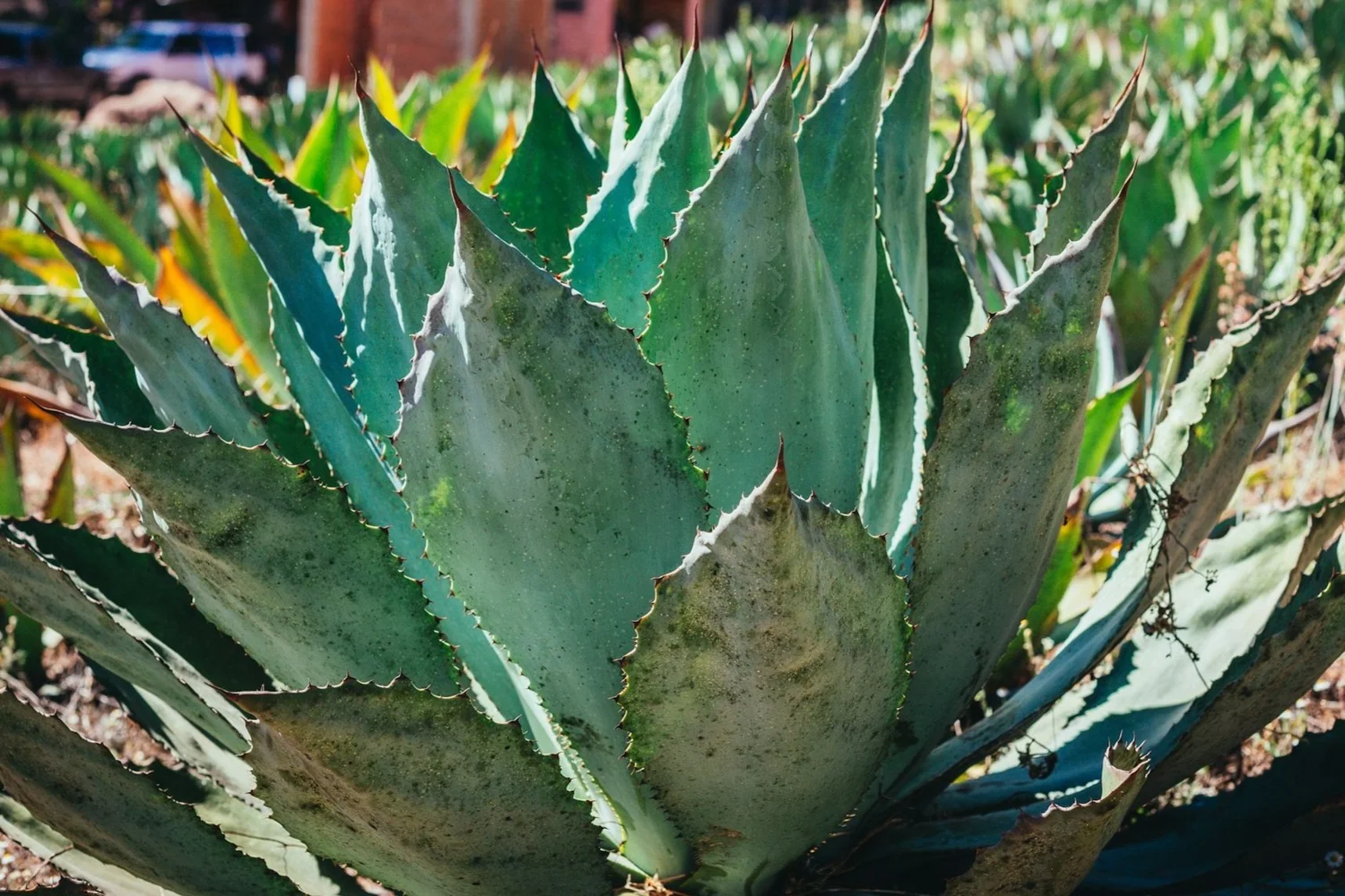 Australian Agave | Australian Agave Association