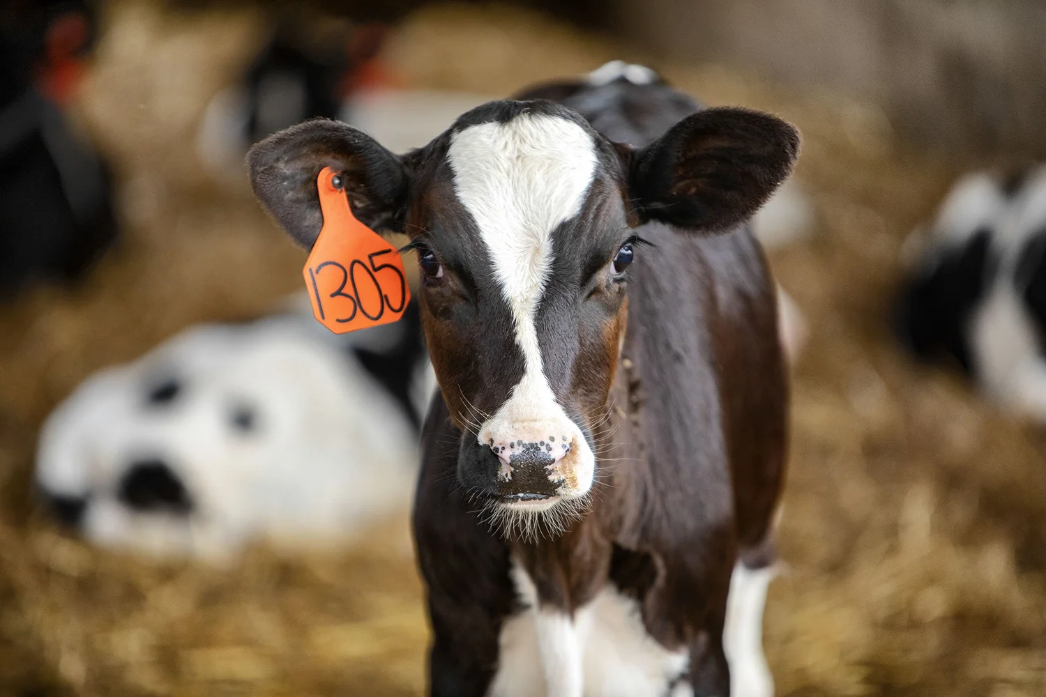 Sponsorship Opportunities | Support Illinois Dairy – Become a Sponsor ...