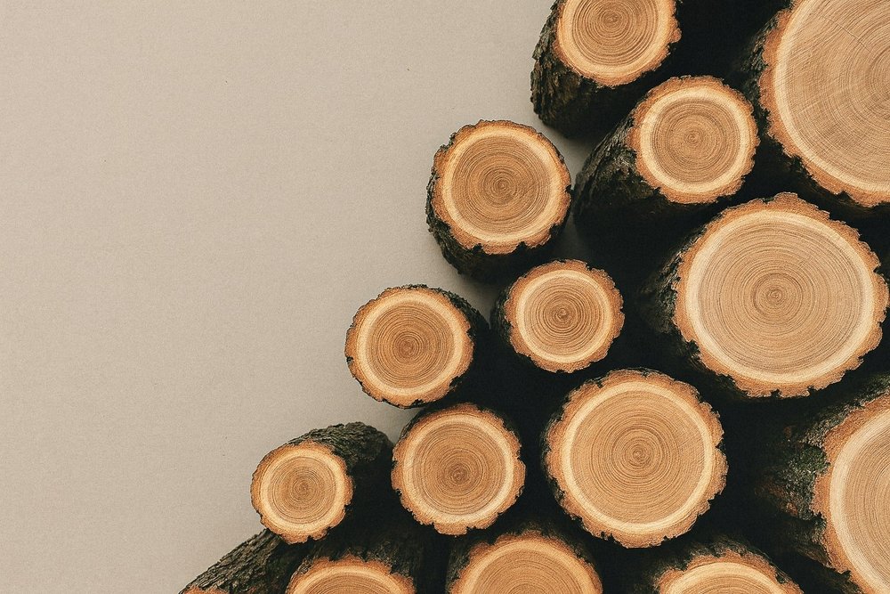 Timber Species for Flooring Explained | Timber Floor Specialists NZ — TFS