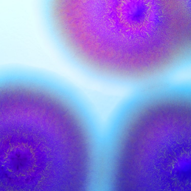 Bacterium is Beautiful: Microbial Art & Science by BioPathogenix