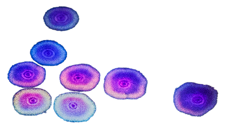 Bacterium is Beautiful: Microbial Art & Science by BioPathogenix
