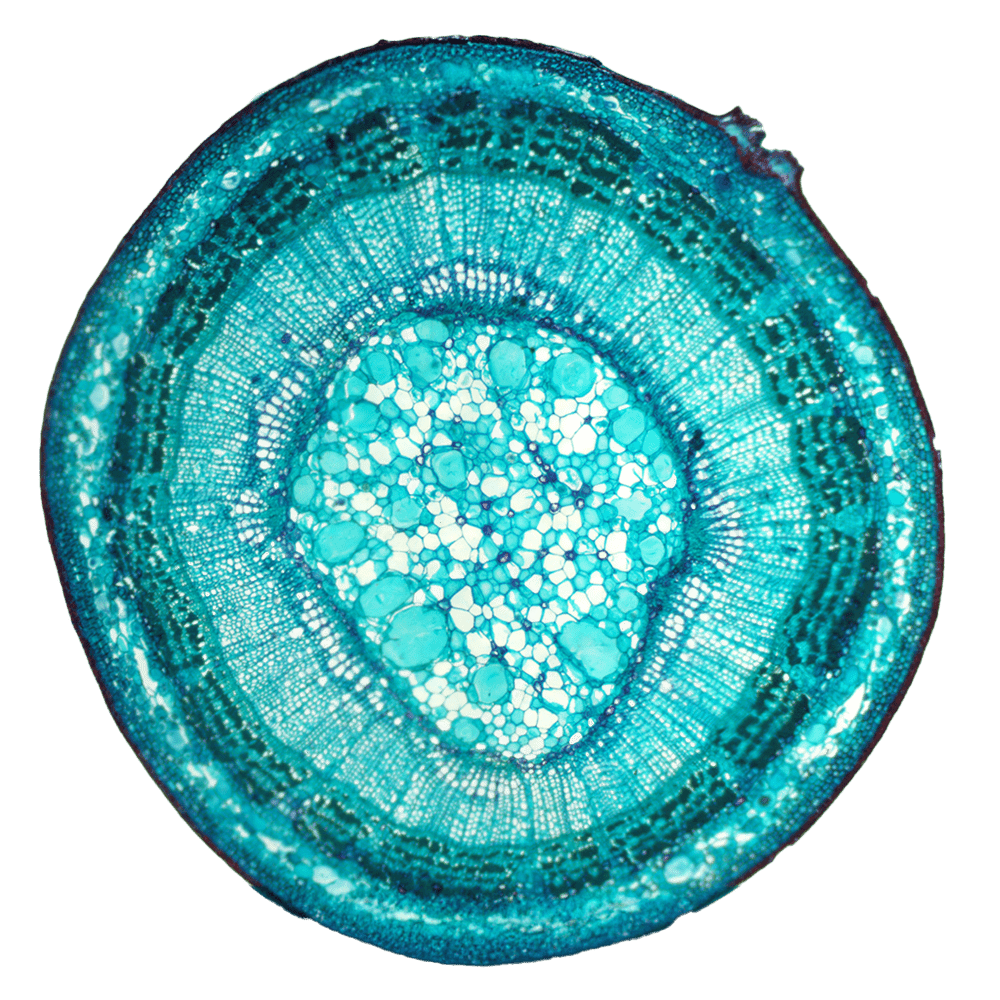 Bacterium is Beautiful: Microbial Art & Science by BioPathogenix