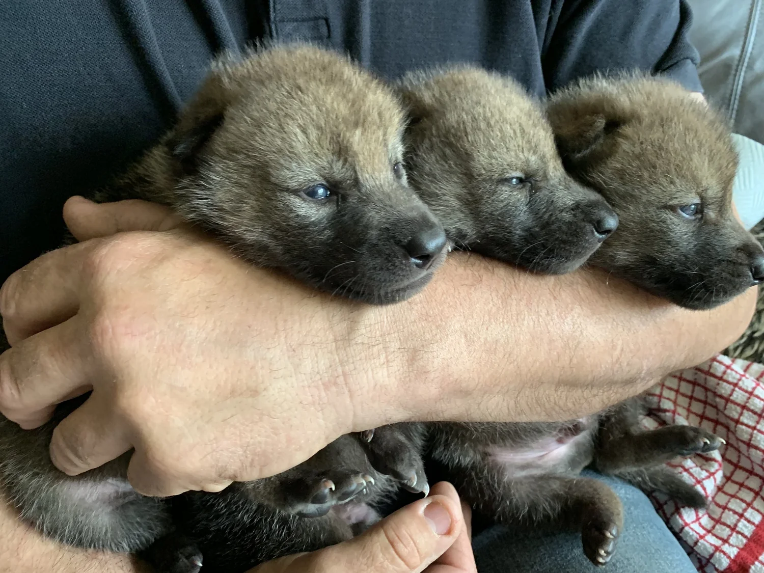 Wolf Journey | Discover Wolf Conservation Today — Wolves of Wiltshire