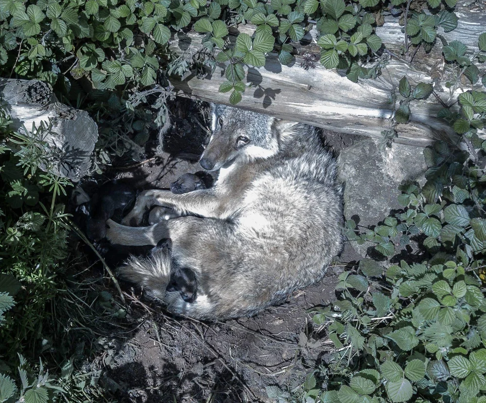 Wolf Journey | Discover Wolf Conservation Today — Wolves of Wiltshire