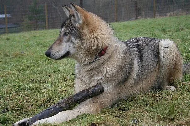 Wolf Journey | Discover Wolf Conservation Today — Wolves of Wiltshire