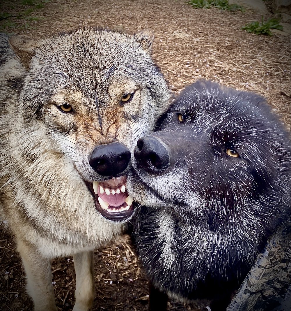Experiences | Discover Wolves Today! — Wolves of Wiltshire