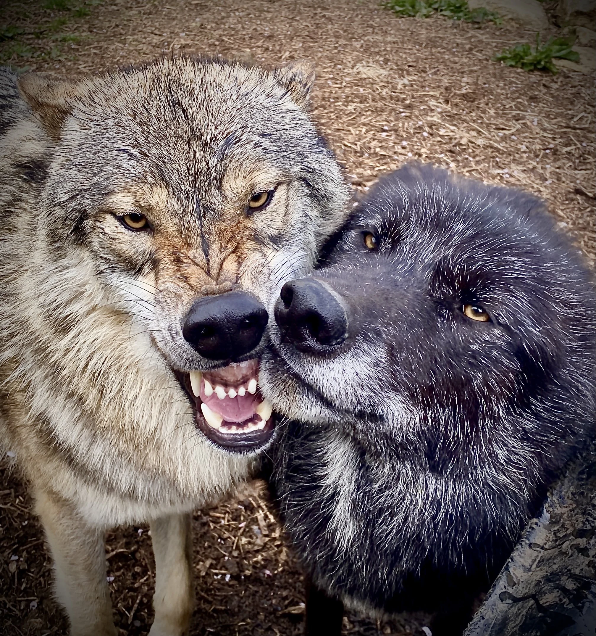 Experiences | Discover Wolves Today! — Wolves of Wiltshire