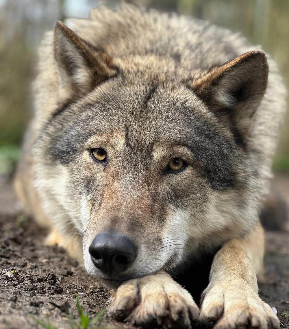 Wolves of Wiltshire | Discover Endangered Wolves Today