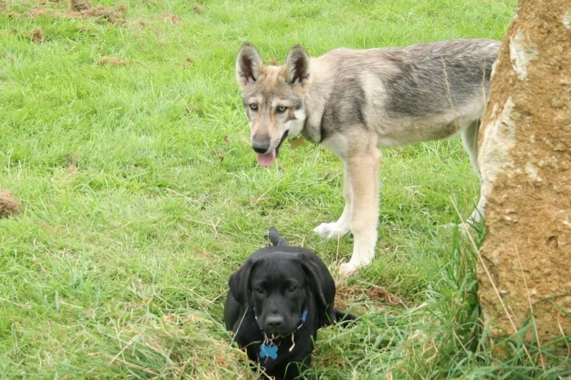 Wolf Journey | Discover Wolf Conservation Today — Wolves of Wiltshire