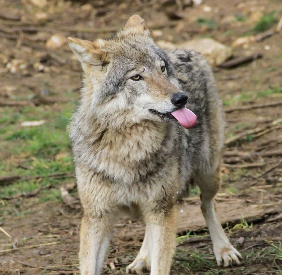 Wolf Journey | Discover Wolf Conservation Today — Wolves of Wiltshire