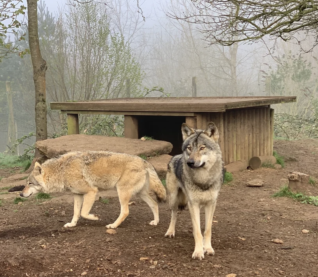 Wolf Journey | Discover Wolf Conservation Today — Wolves of Wiltshire