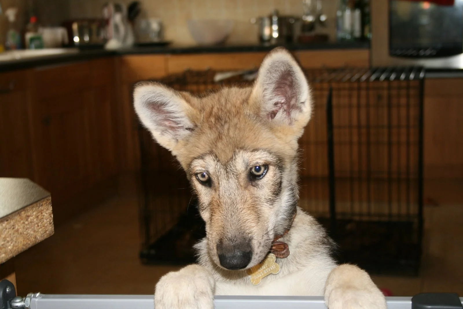 Wolf Journey | Discover Wolf Conservation Today — Wolves of Wiltshire