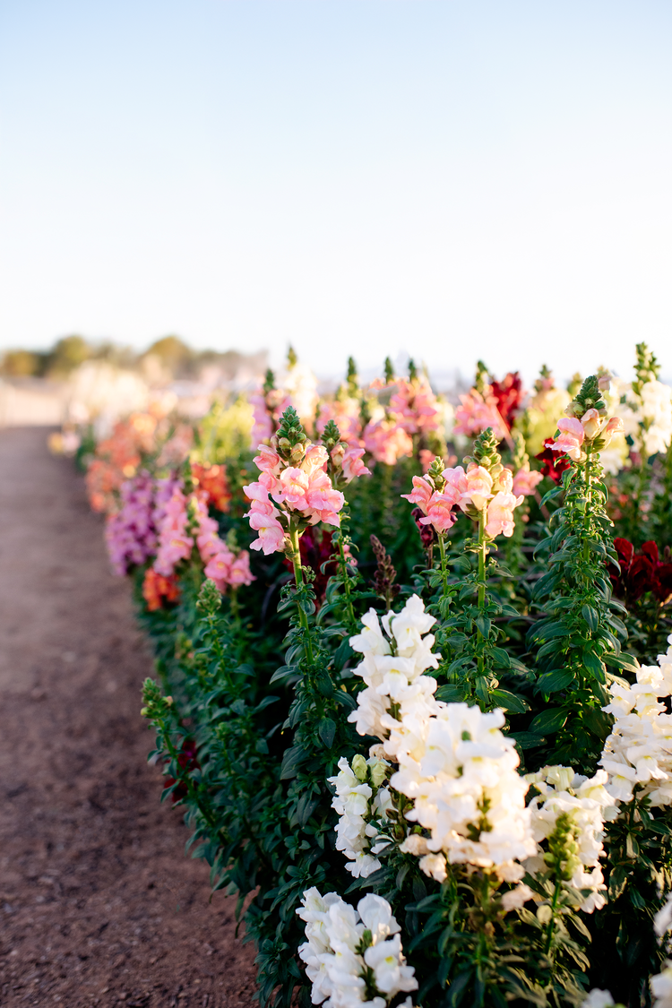 Rural Stems Flower Farm