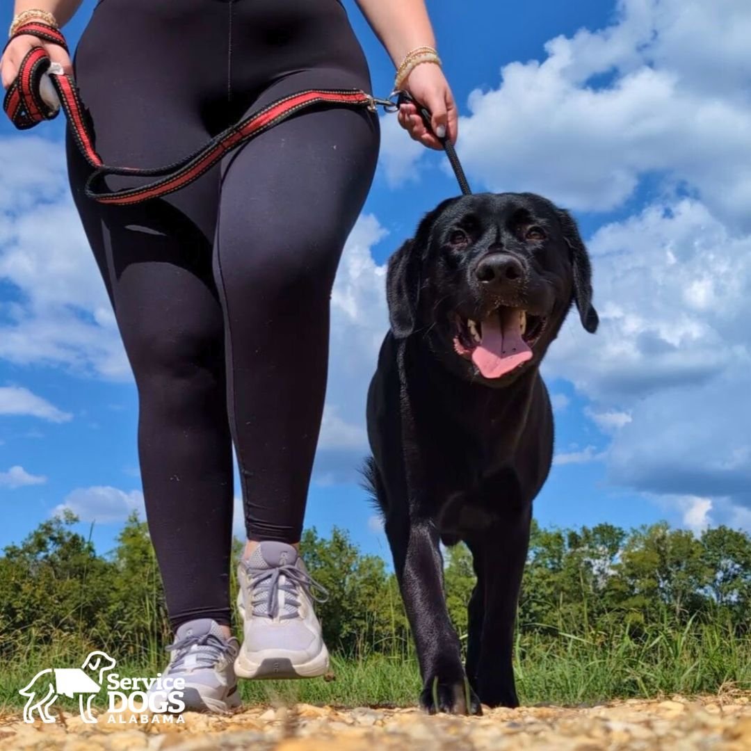 Walking Dogs: Who Benefits More—The Dog or the Person? — Service Dogs ...