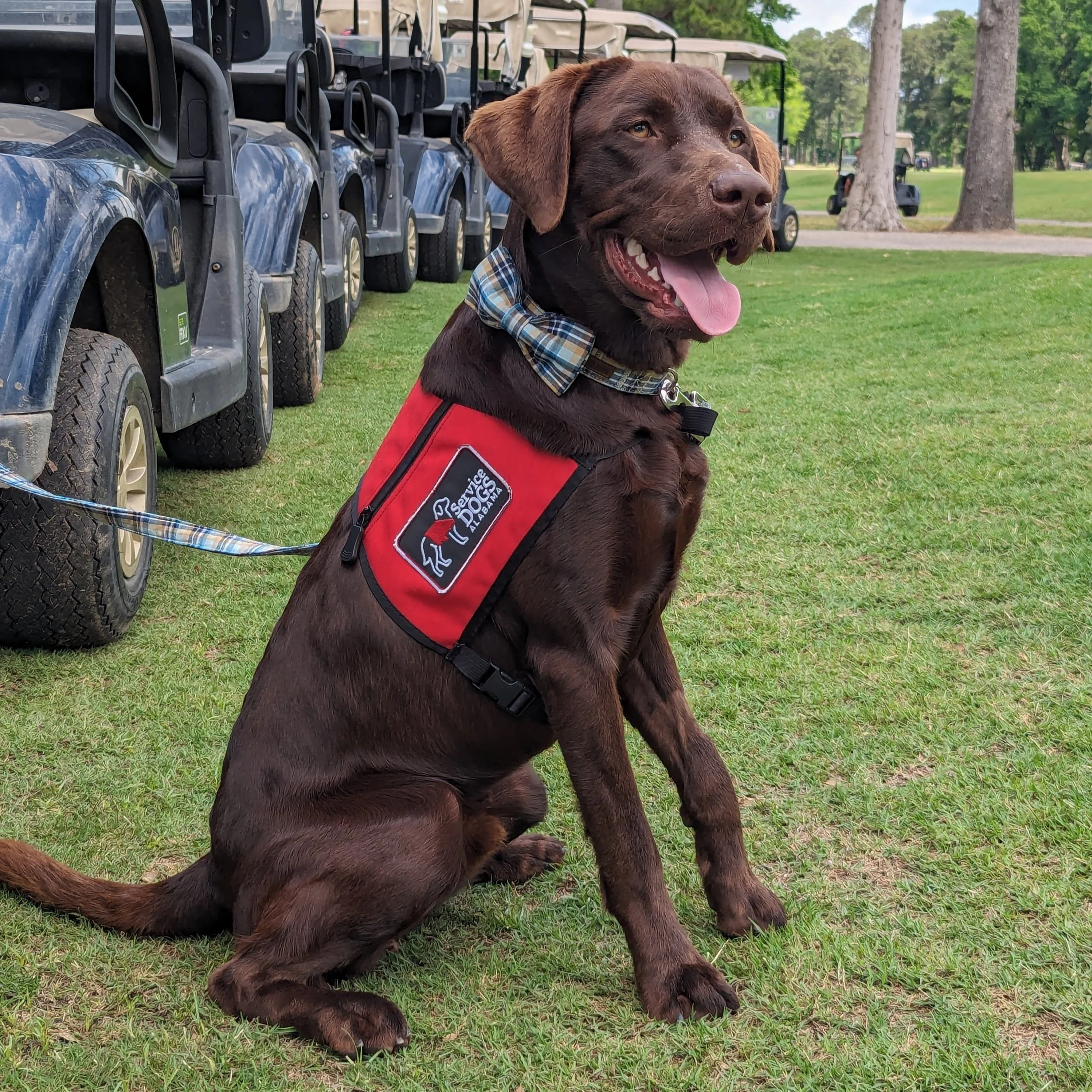 Service Dogs Alabama