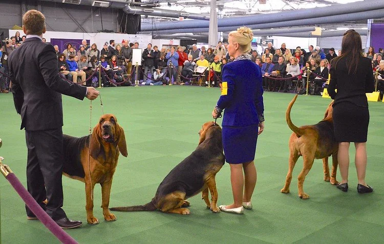 Companion Dog Club | Join Dog Training Today