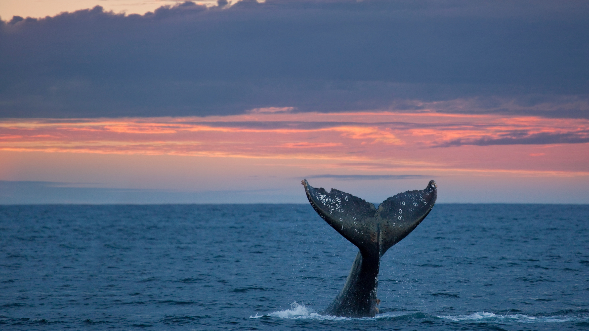 For a Quiet Ocean | Protect Ocean Soundscapes – Act Now