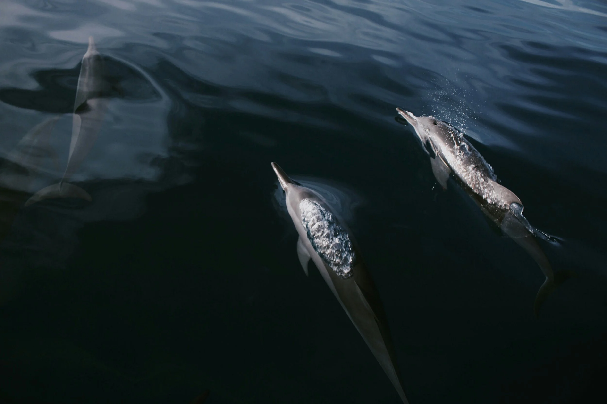 For a Quiet Ocean | Protect Ocean Soundscapes – Act Now