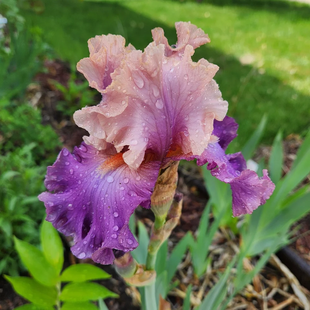 About Sarah Rothberg — Sarah for Loveland Ward 2