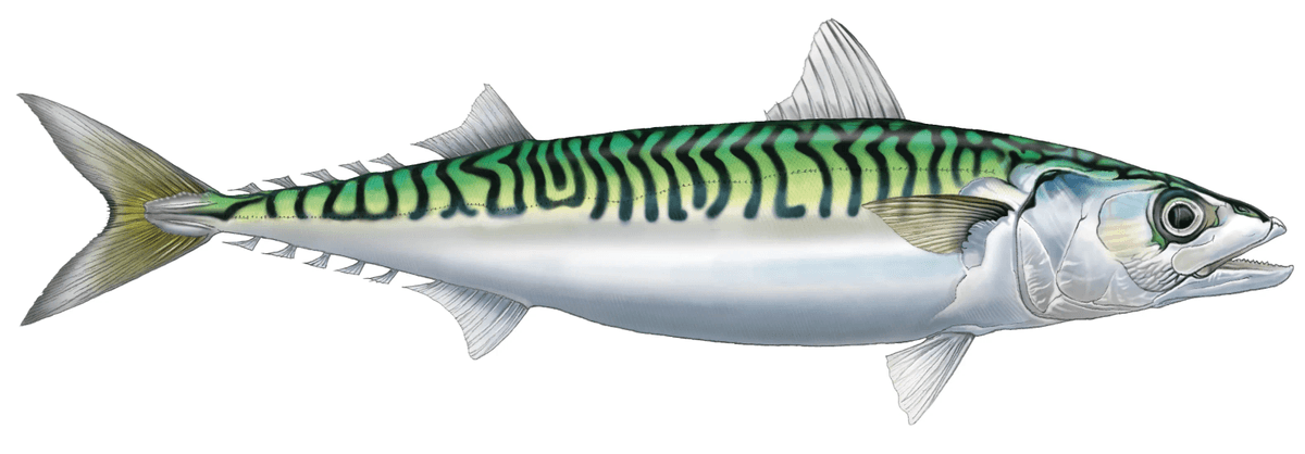 Mackerel — The Critical Fish Trail