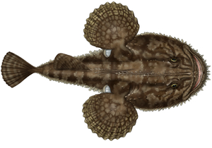 Monkfish — The Critical Fish Trail