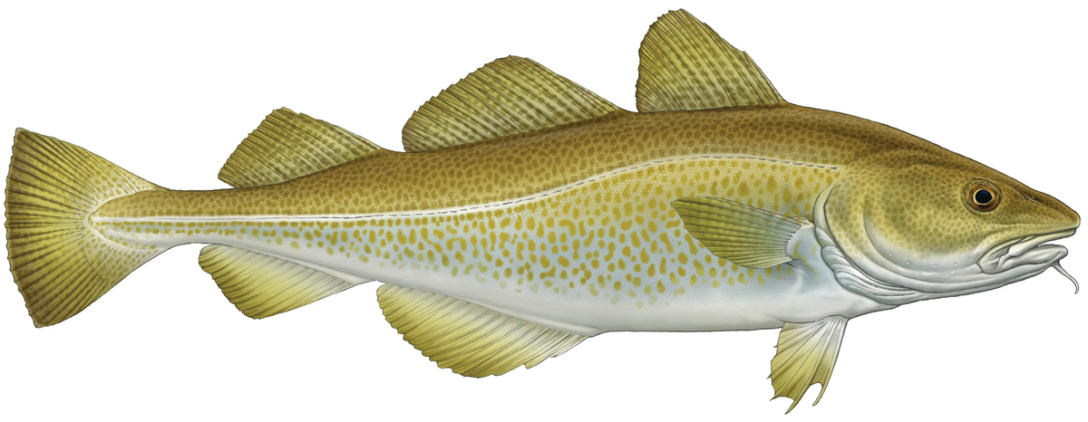 Cod — The Critical Fish Trail