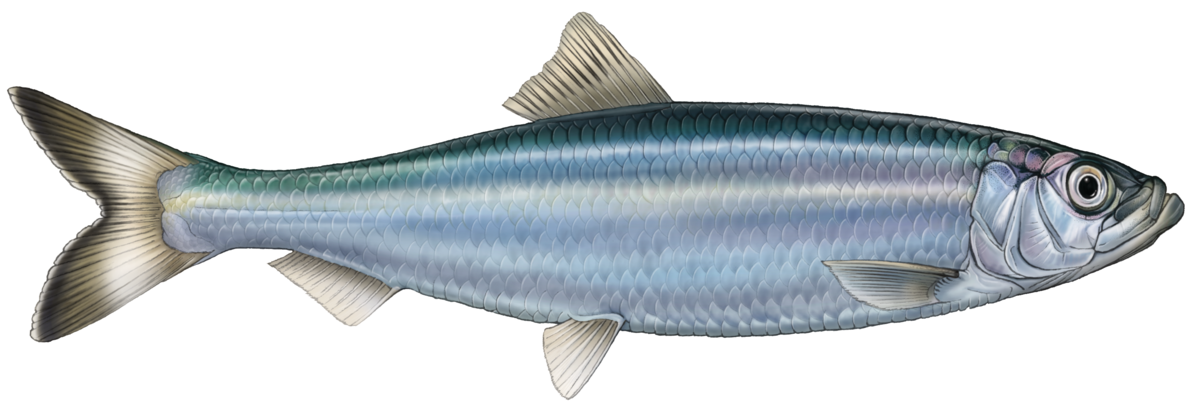 Herring — The Critical Fish Trail