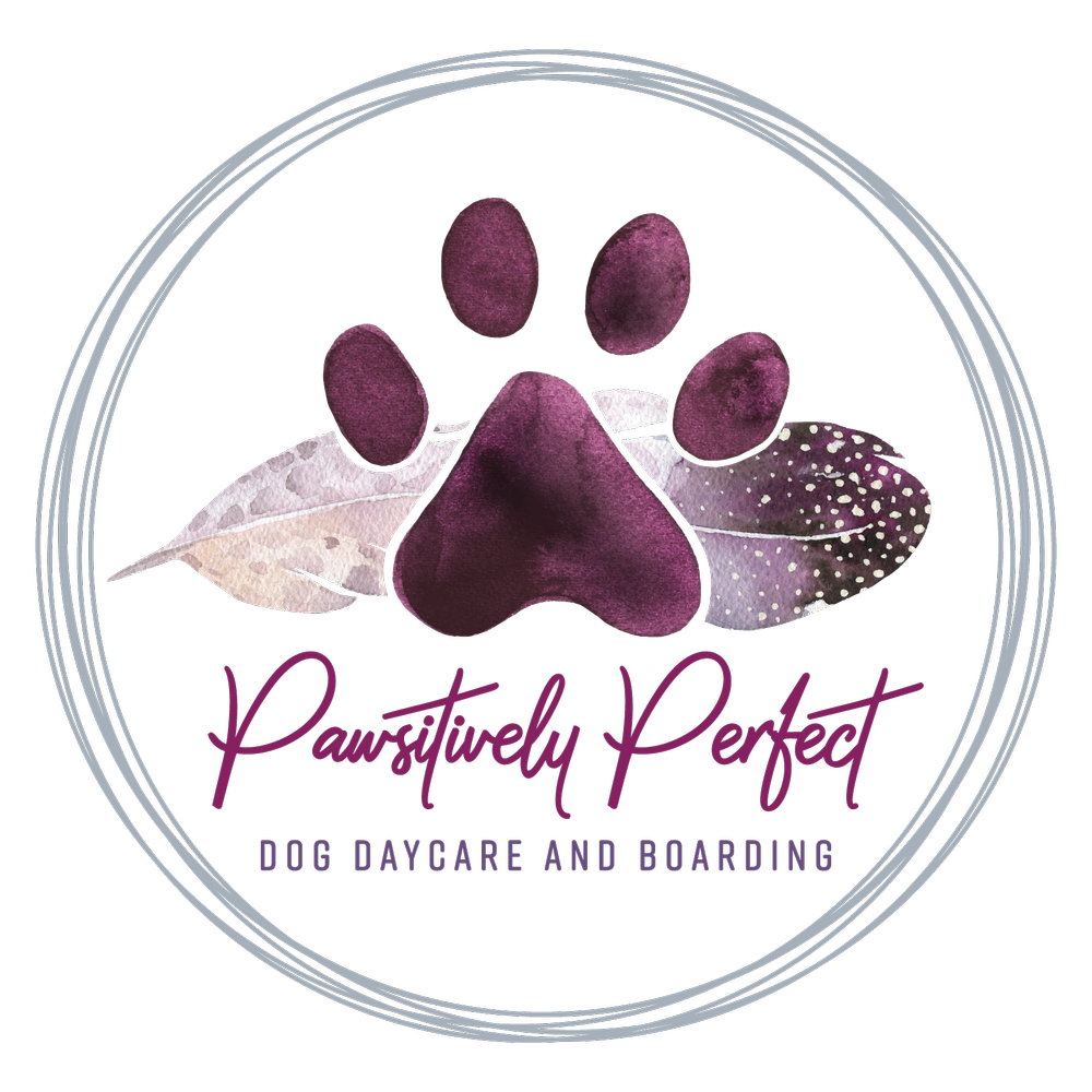 Pawsitively Perfect | Dog Daycare & Boarding in Kalispell, MT