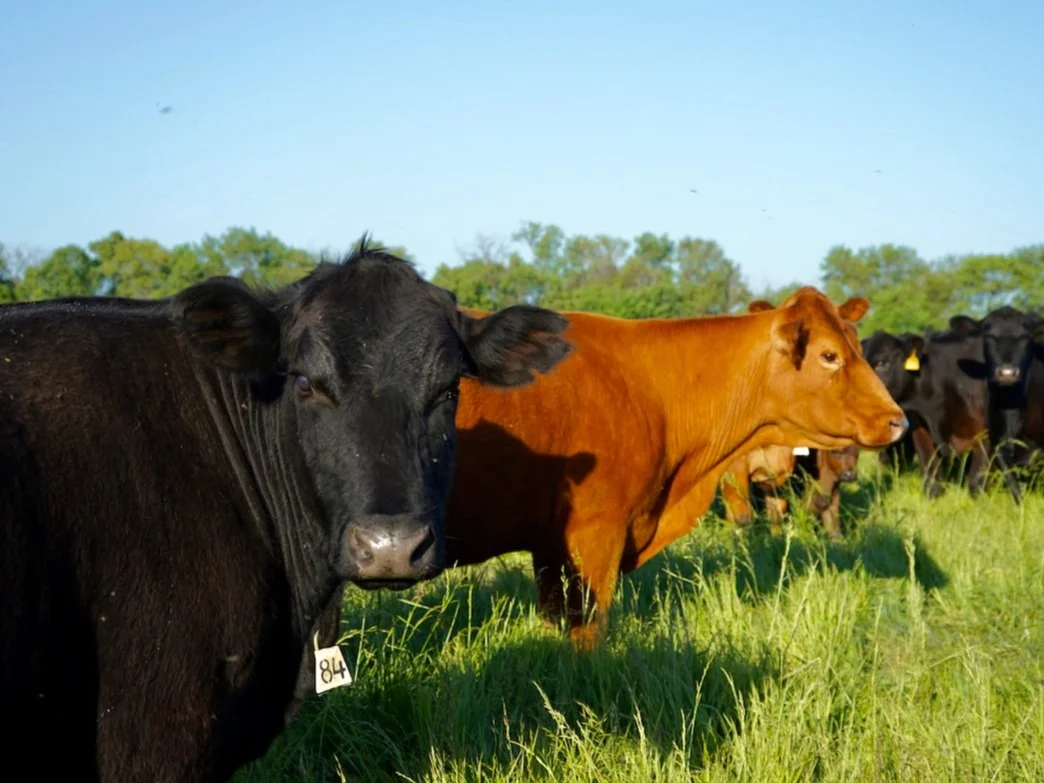 Coover Wagyu | American Wagyu | Rotationally Grazed | Parsons, KS