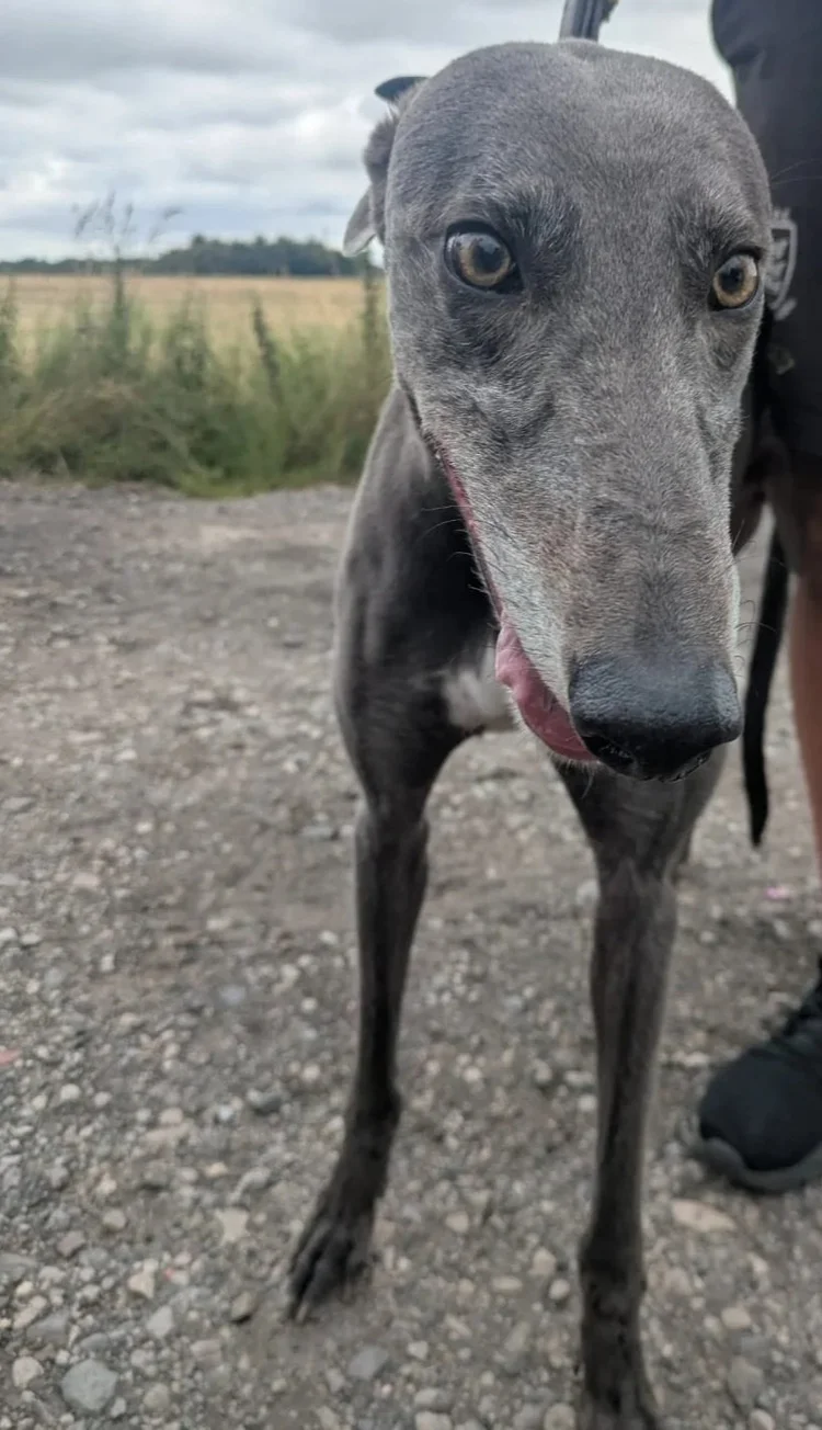 Adopt a Retired Greyhound in North West - Home Run Hounds Rescue. Trust ...