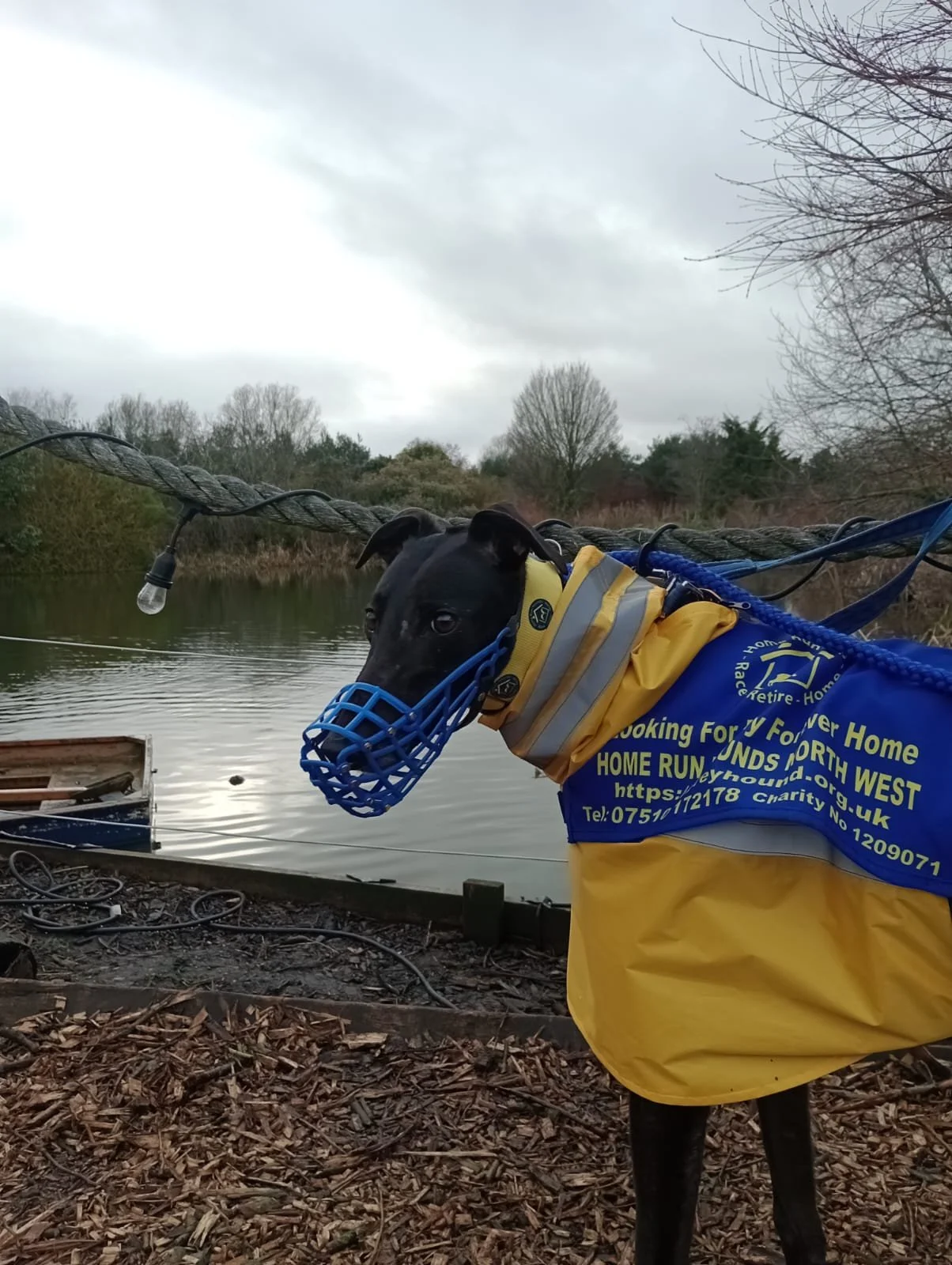 Adopt a Retired Greyhound in North West - Home Run Hounds Rescue. Trust ...