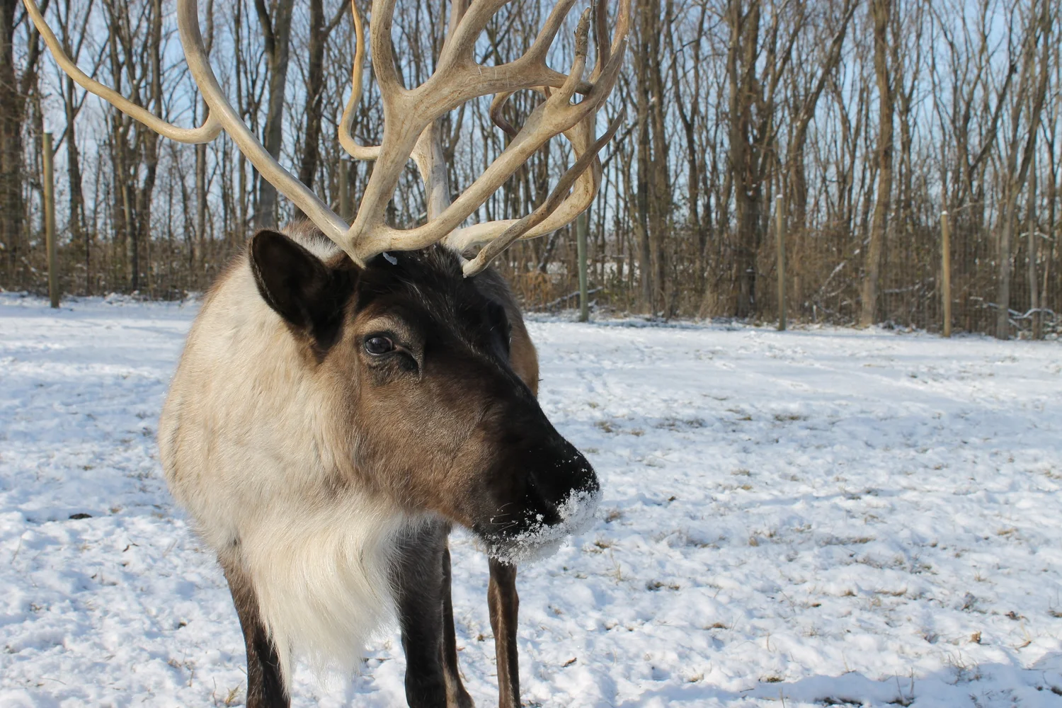 Indiana Reindeer Co.