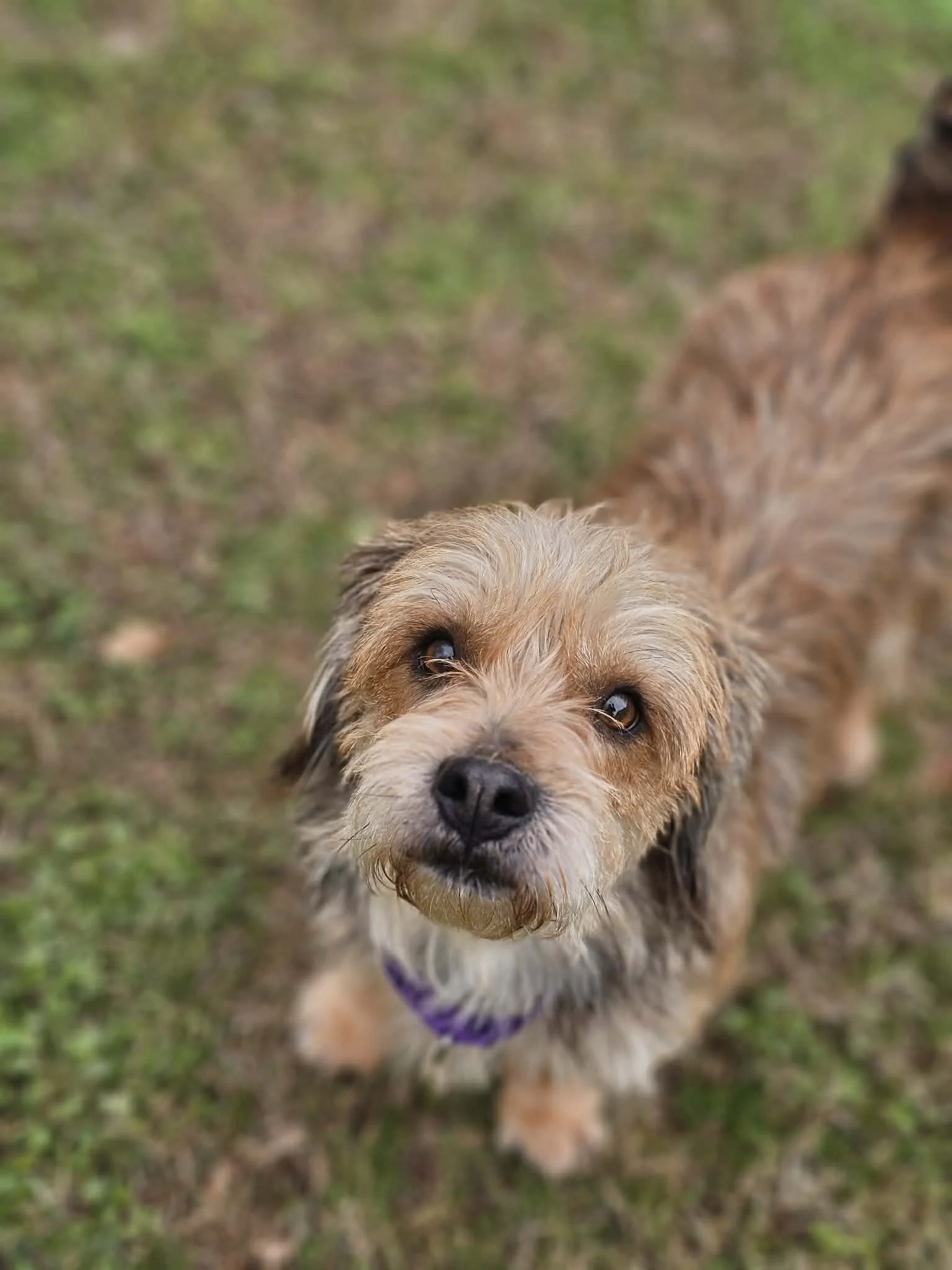 Sammy — Jasper's Legacy Dog Rescue