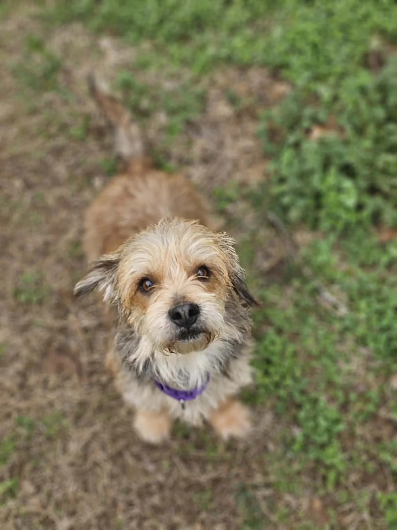 Sammy — Jasper's Legacy Dog Rescue