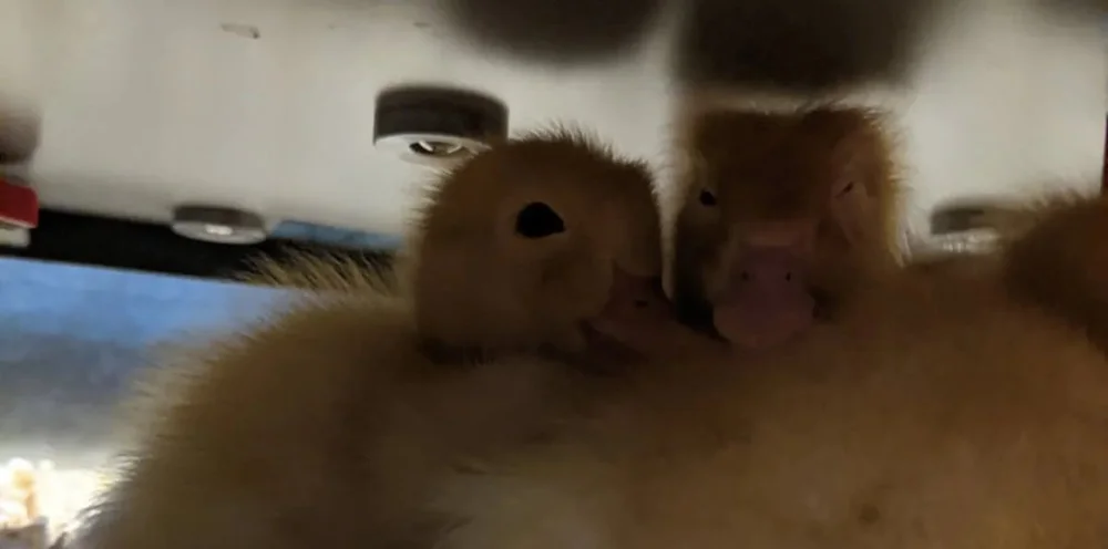 From Fluff to Feathers: Duckling Growth Stages & When to Move Them Outside