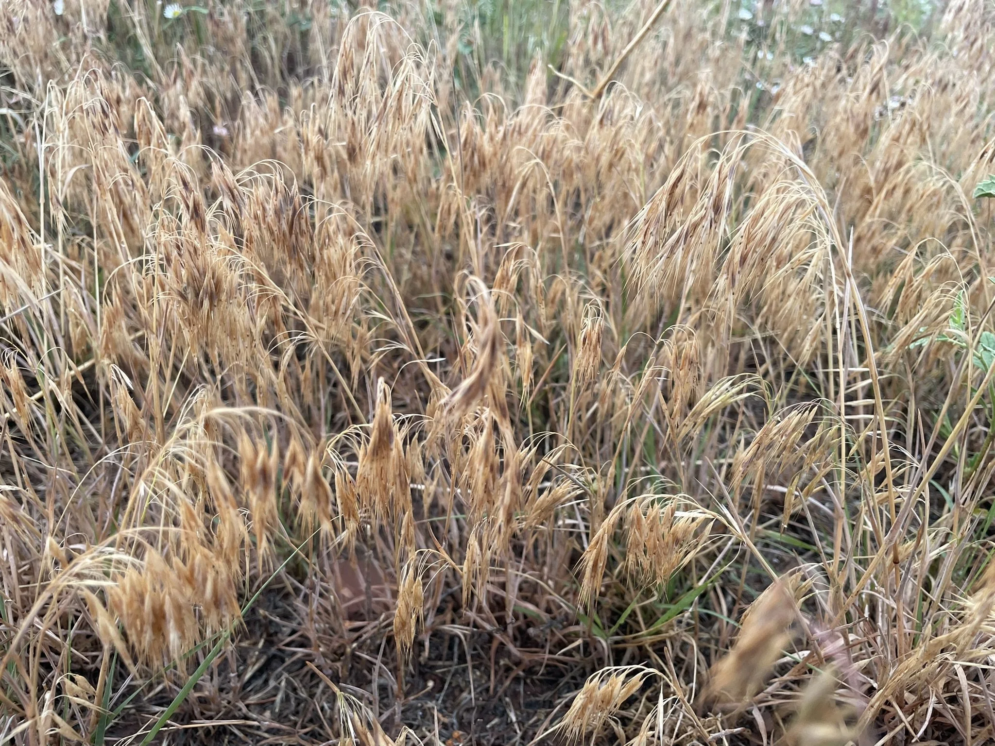 Native Grasses & Groundcovers of New Mexico: Profiles, ID Tips & Field ...
