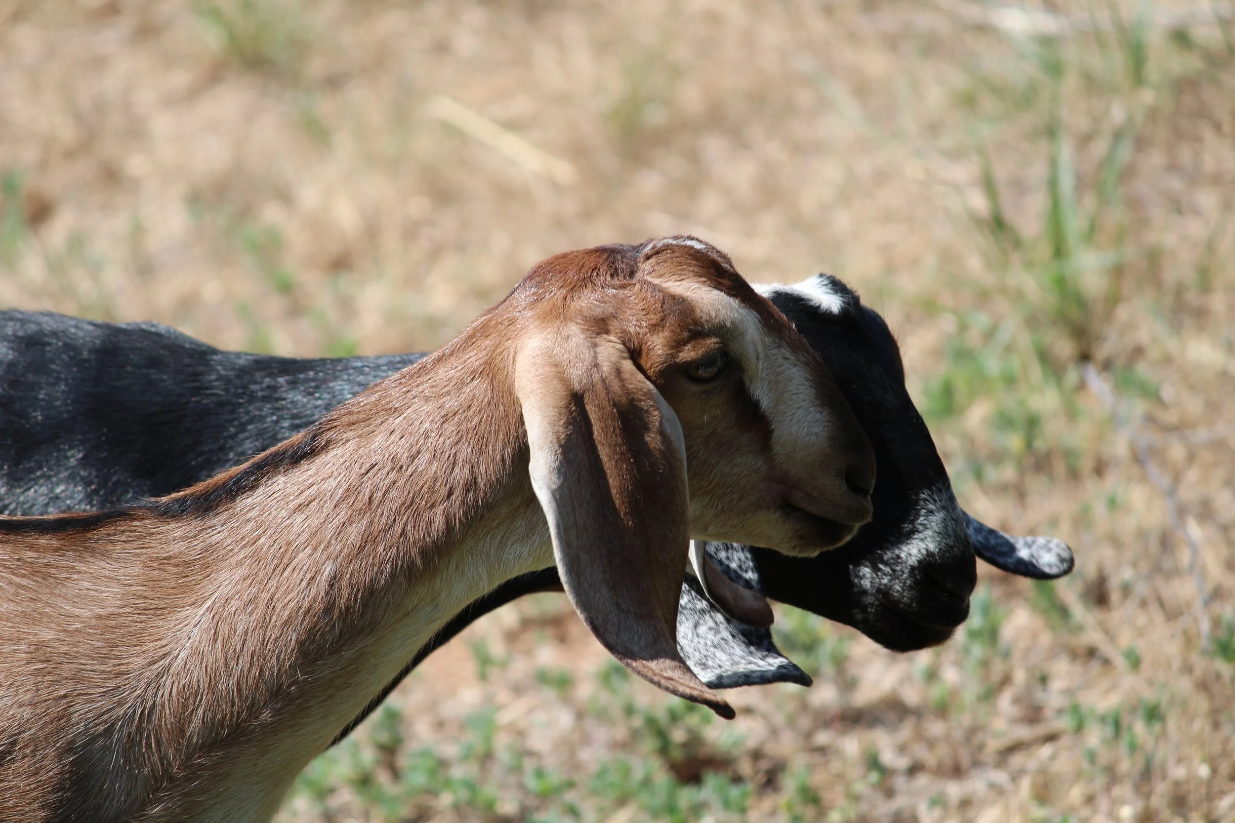 CAE Prevention in Goat Kids: Pasteurization & Colostrum Tips
