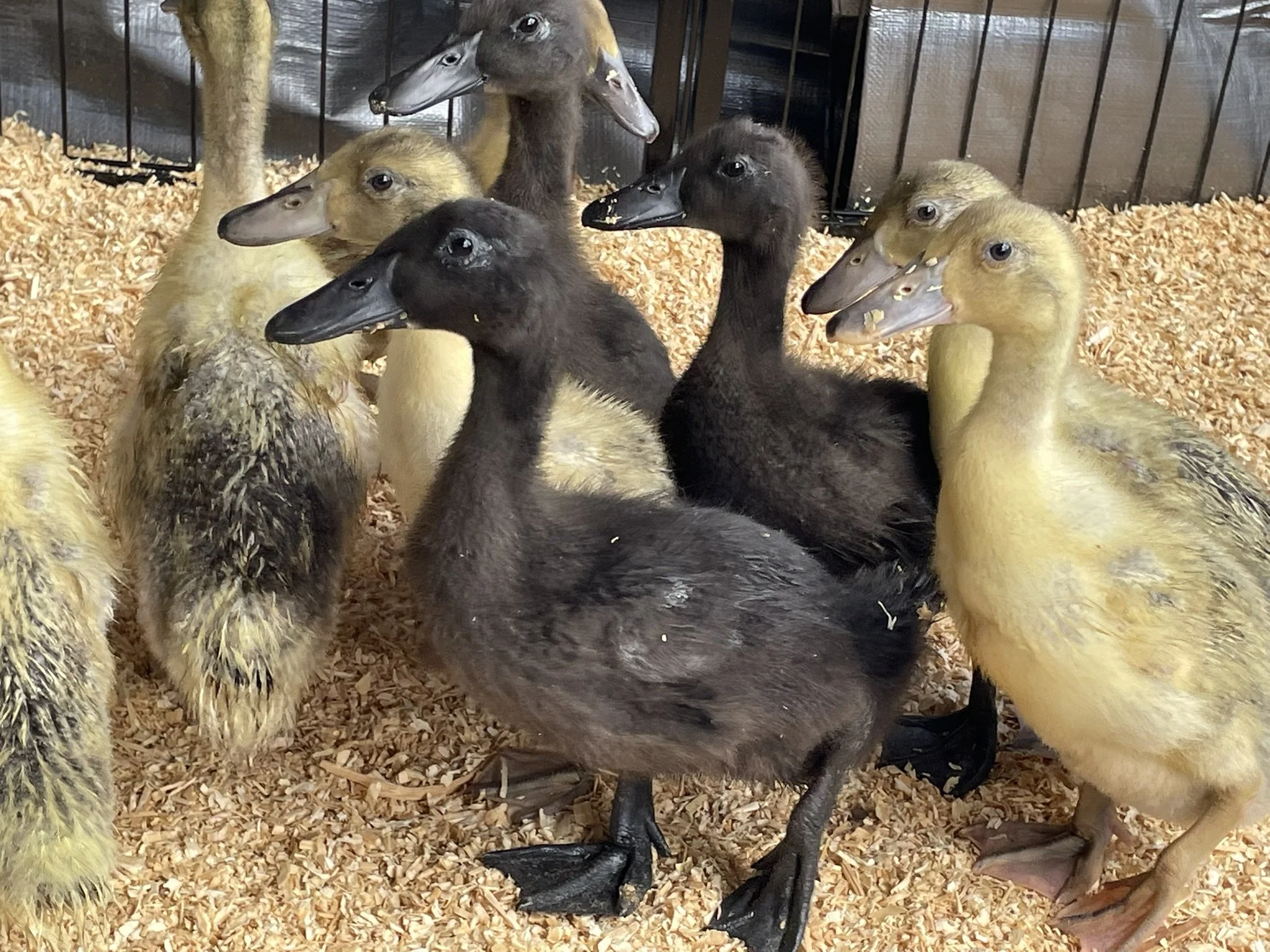 From Fluff to Feathers: Duckling Growth Stages & When to Move Them Outside