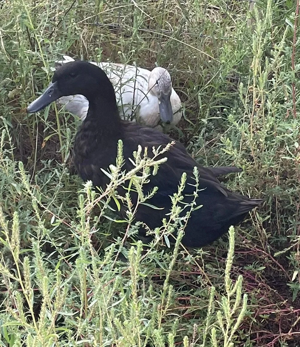When Do Ducklings Get Feathers? Growth Stages & Week-by-Week Feathering ...