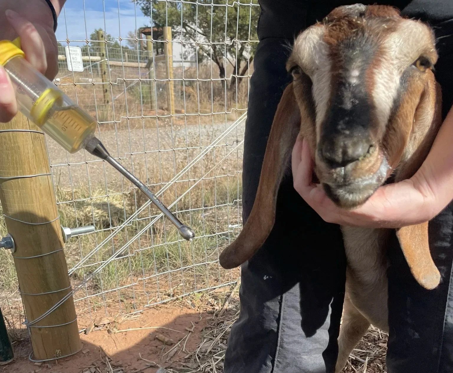 How to Drench a Goat Safely: Step-by-Step for Beginners
