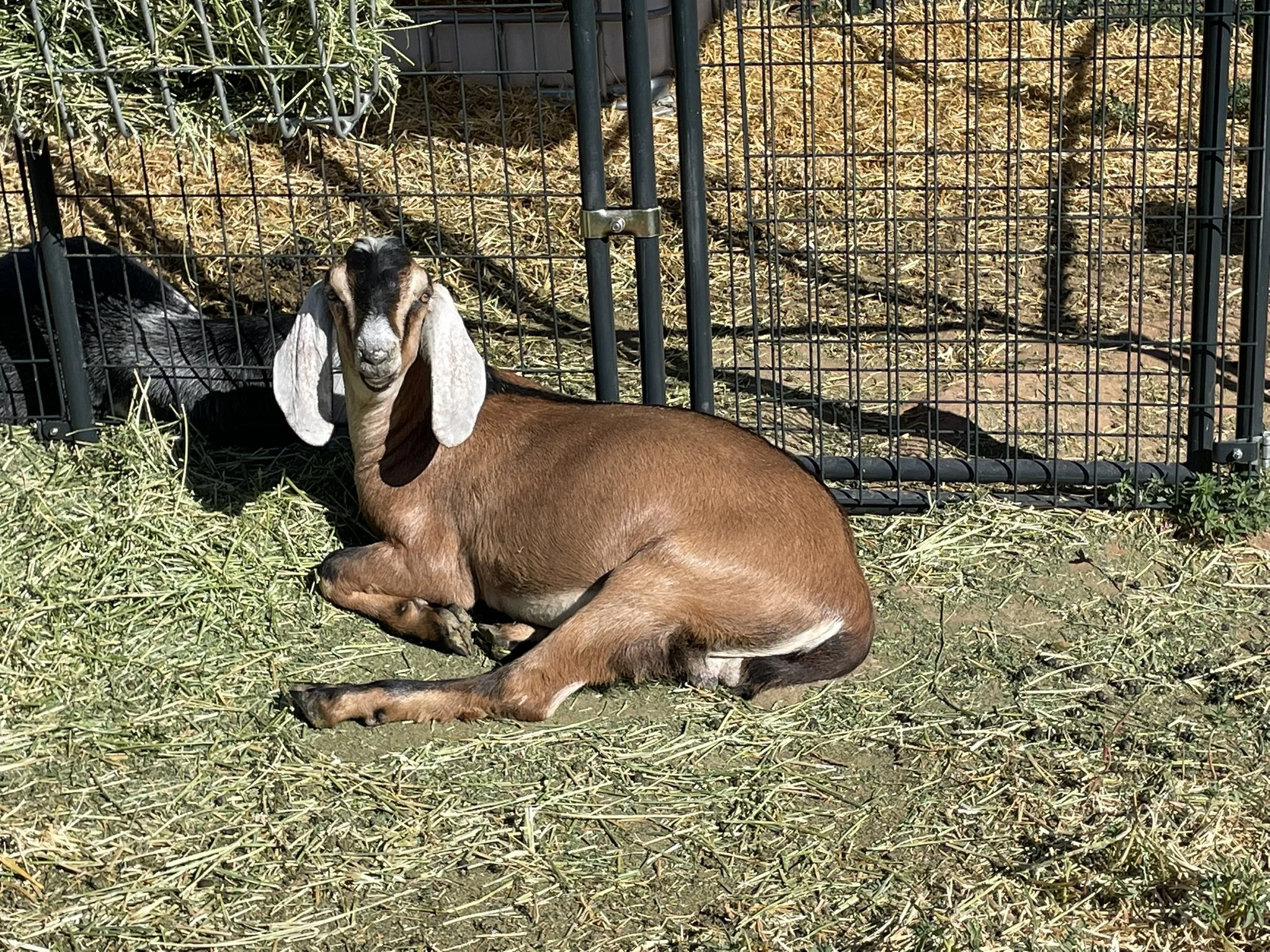CAE in Goats: How It Spreads, Why Testing Matters & What You Can Do