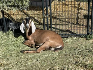 CAE in Goats: How It Spreads, Why Testing Matters & What You Can Do