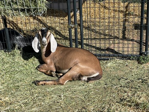 CAE in Goats: How It Spreads, Why Testing Matters & What You Can Do