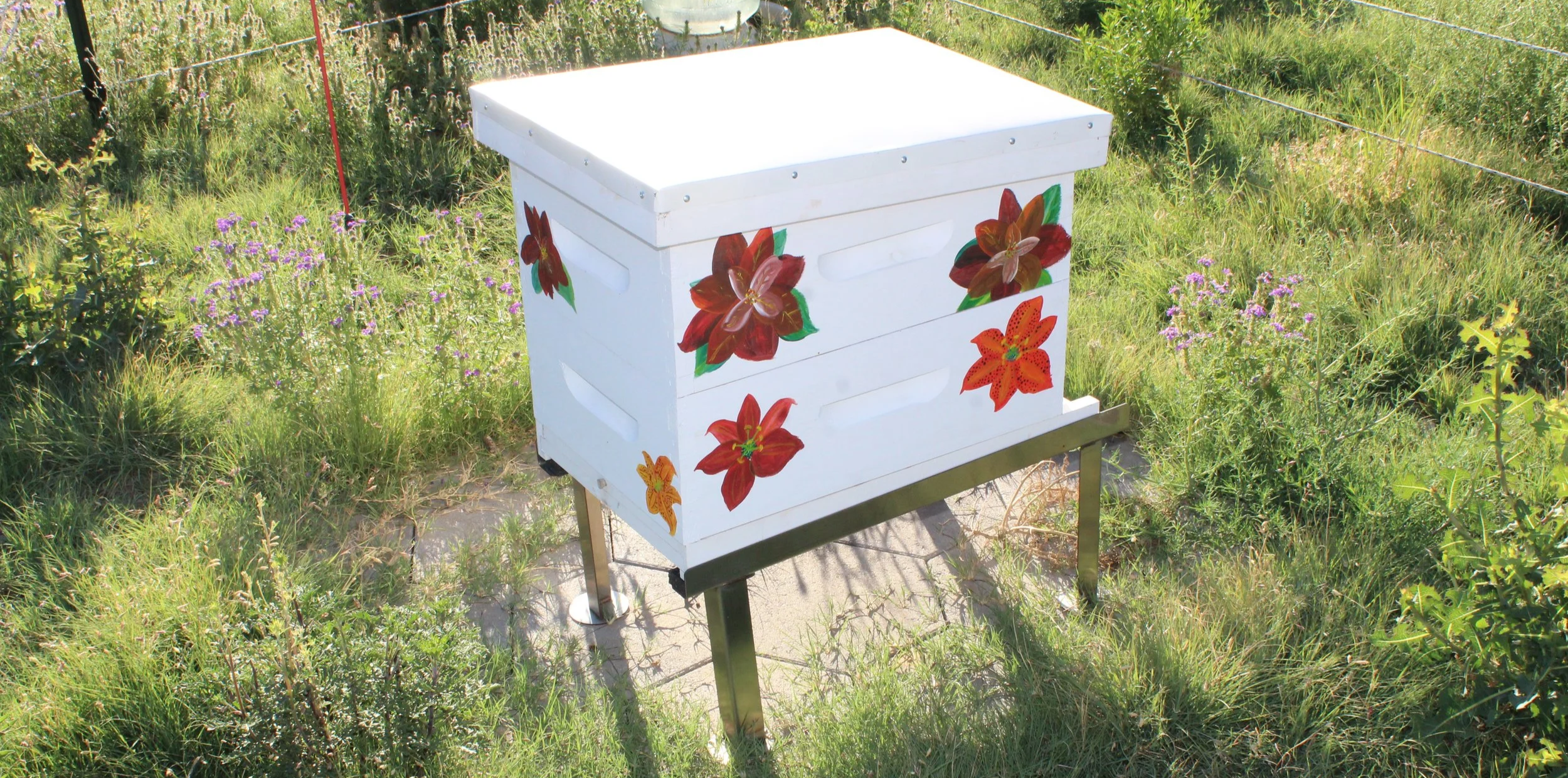 Langstroth Beehive Guide for Beginners: Box Sizes, Frames & Climate Tips