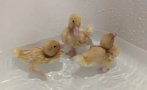 When Do Ducklings Get Feathers? Growth Stages & Week-by-Week Feathering ...