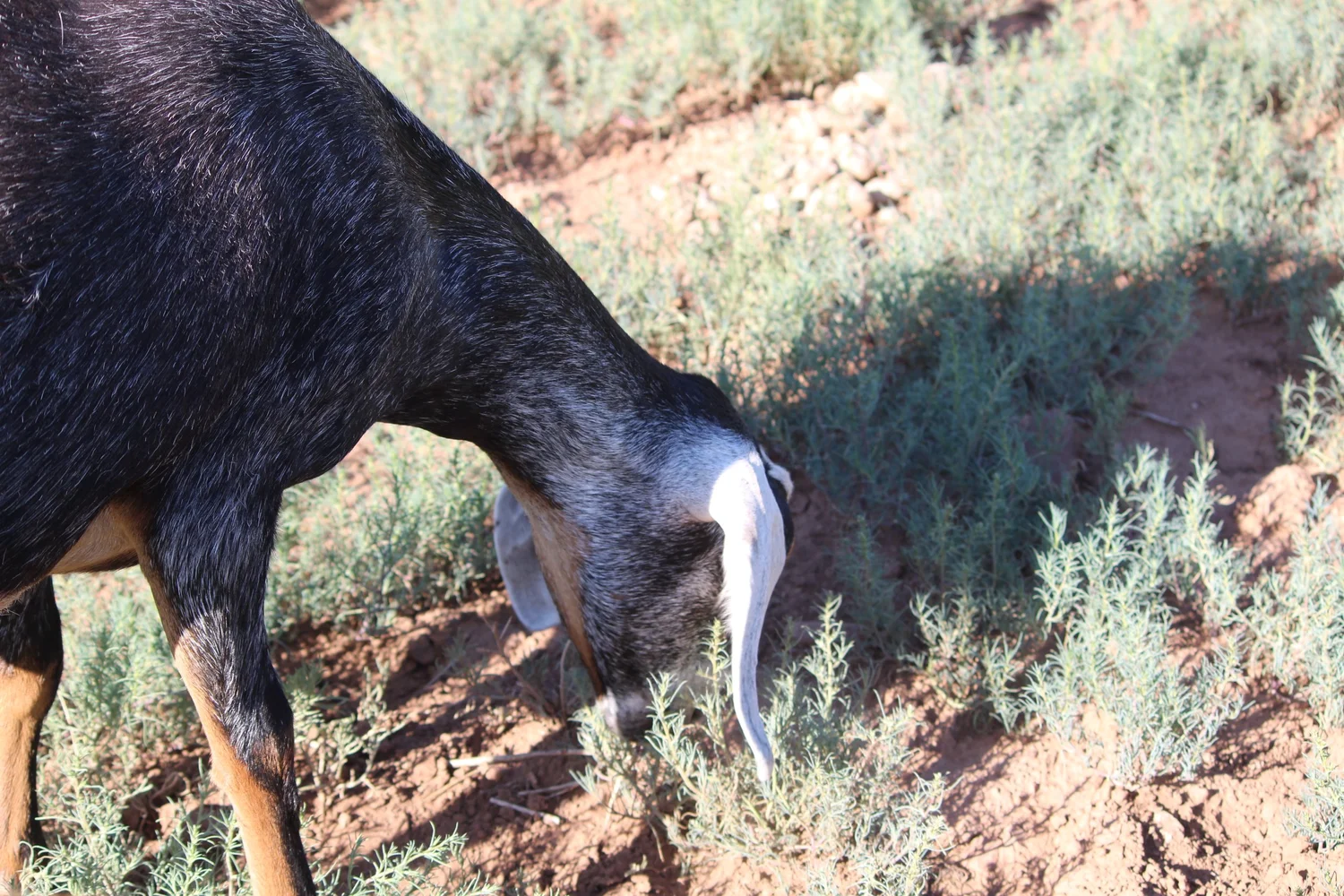 CAE in Goats: How It Spreads, Why Testing Matters & What You Can Do