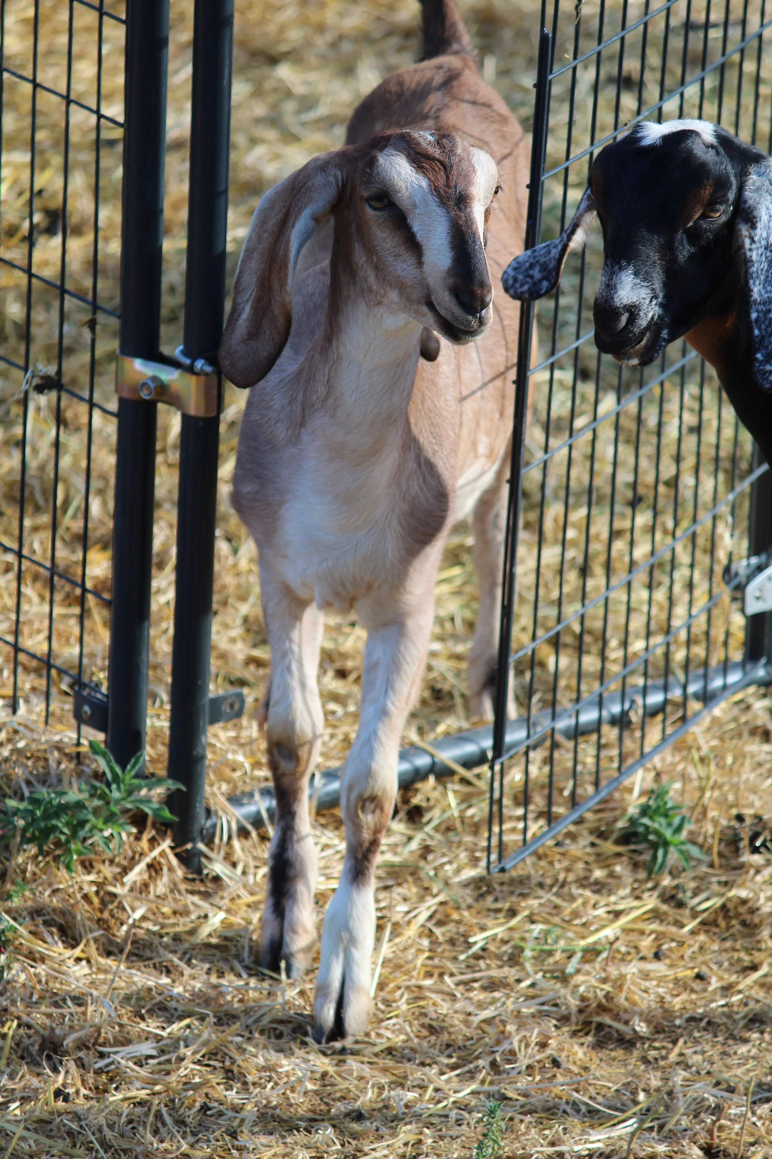 CAE in Goats: How It Spreads, Why Testing Matters & What You Can Do
